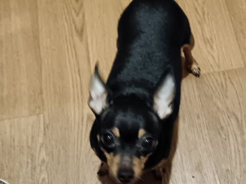 Мини пинчер