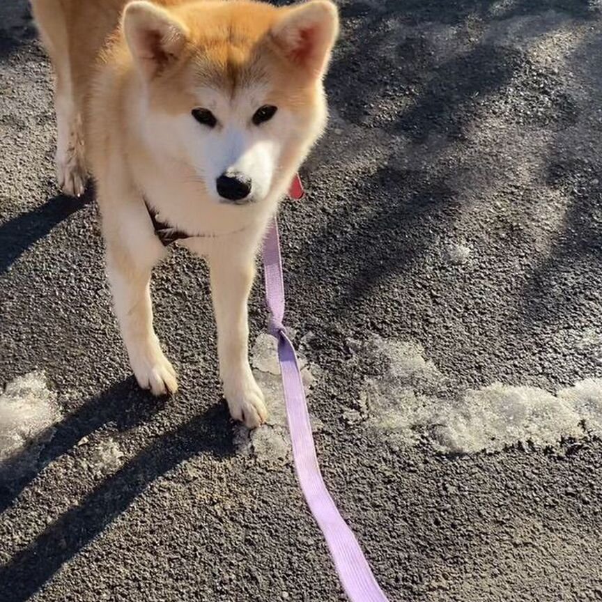 Акита ину бесплатно