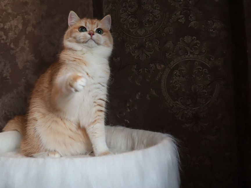 Британские котята, золотая шиншилла, ny12