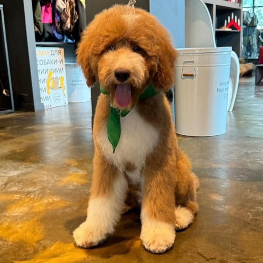 Китайский Императорский пудель