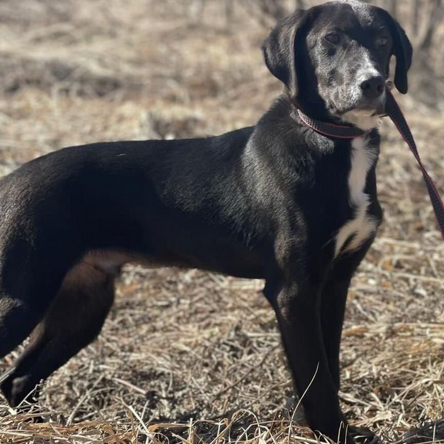 Собака в добрые руки