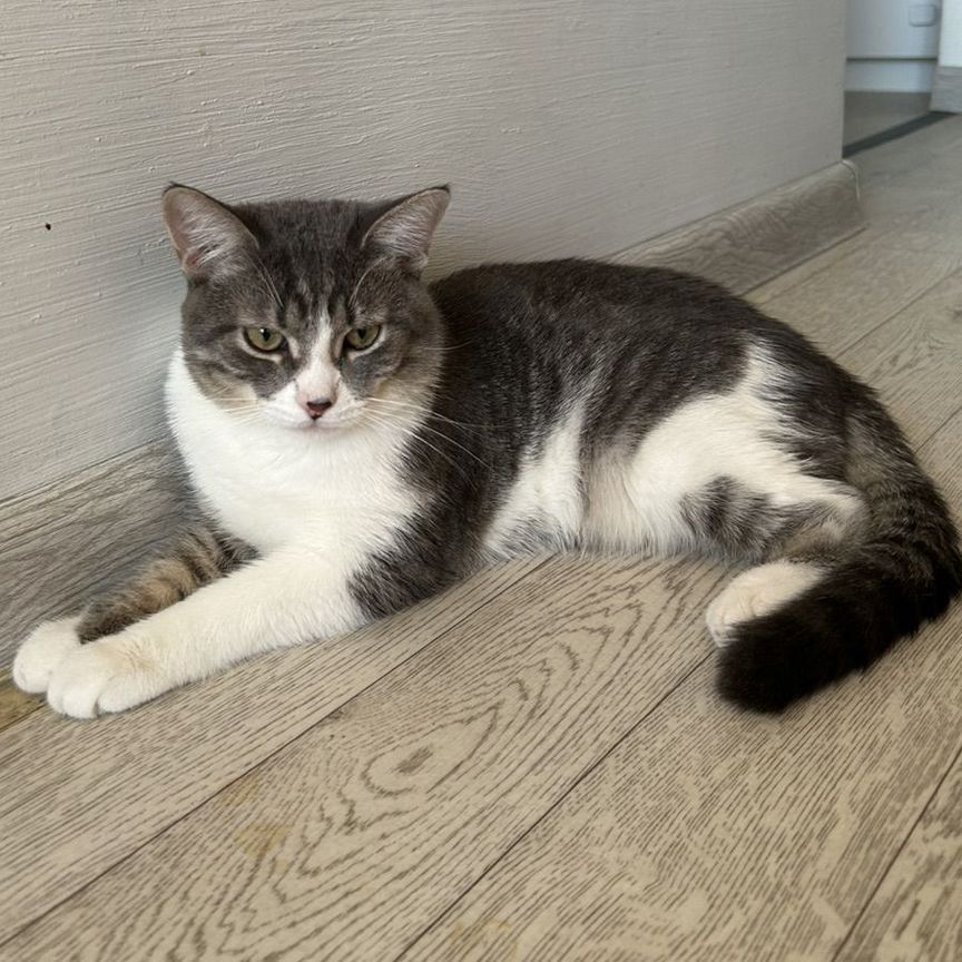 Котенок 6 месяцев мальчик