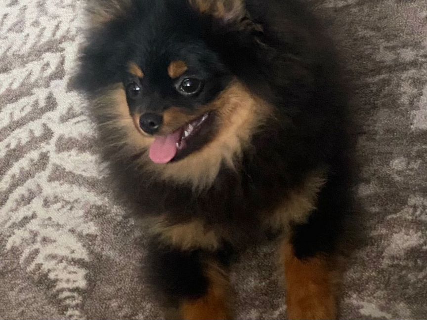 Померанский шпиц мини щенок