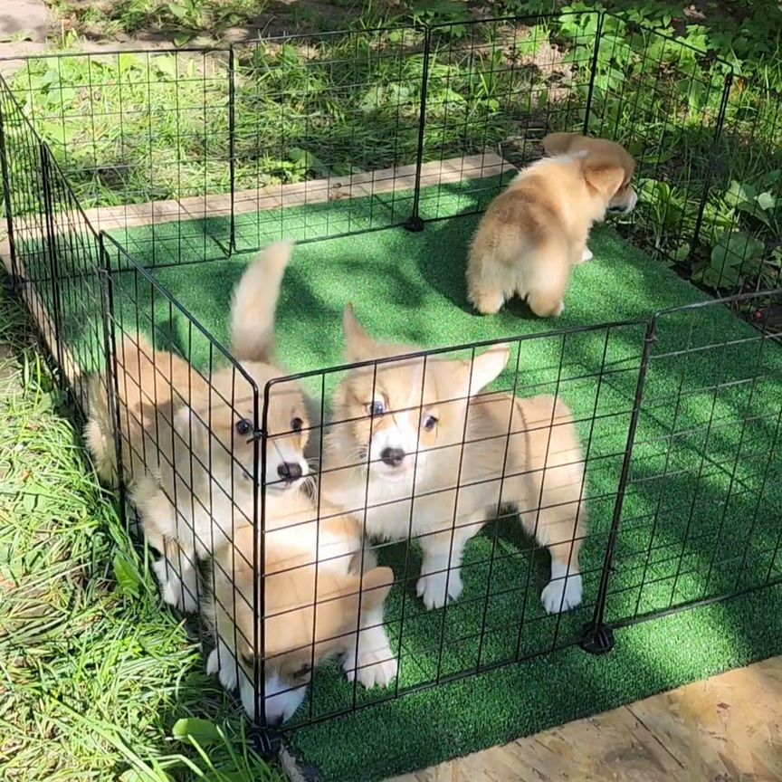 Вельш-корги пемброк