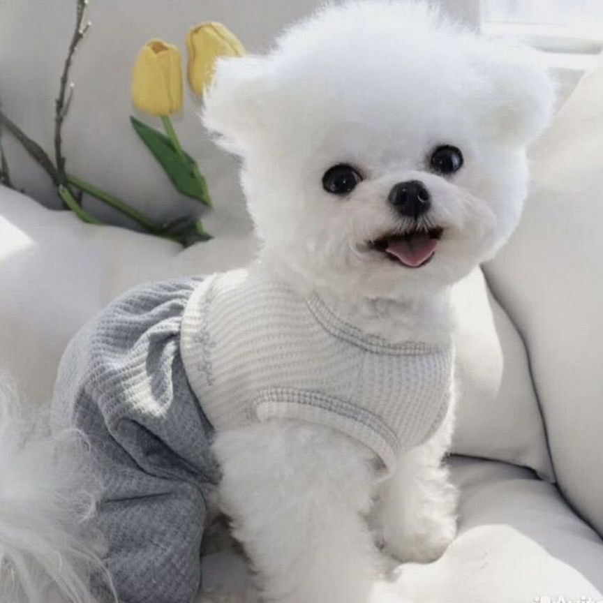 Костюм для собаки кошки новый