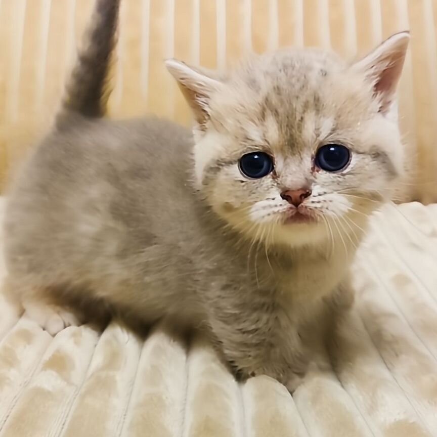 Манчкин котёнок