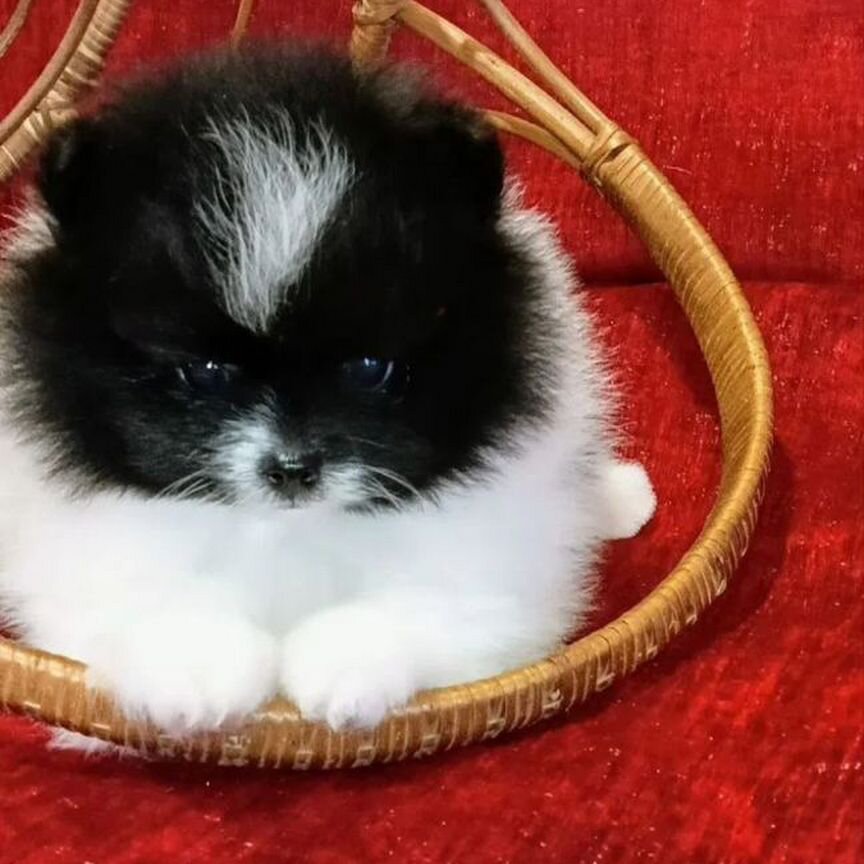 Красотка из питомника. Шпиц