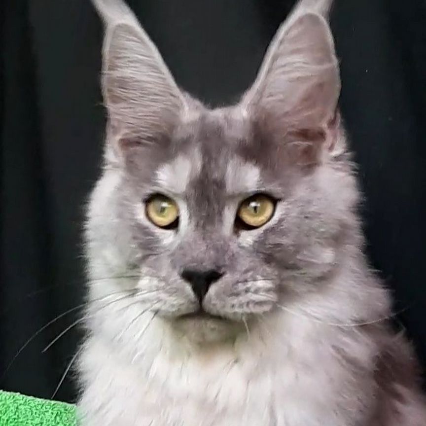 Кот