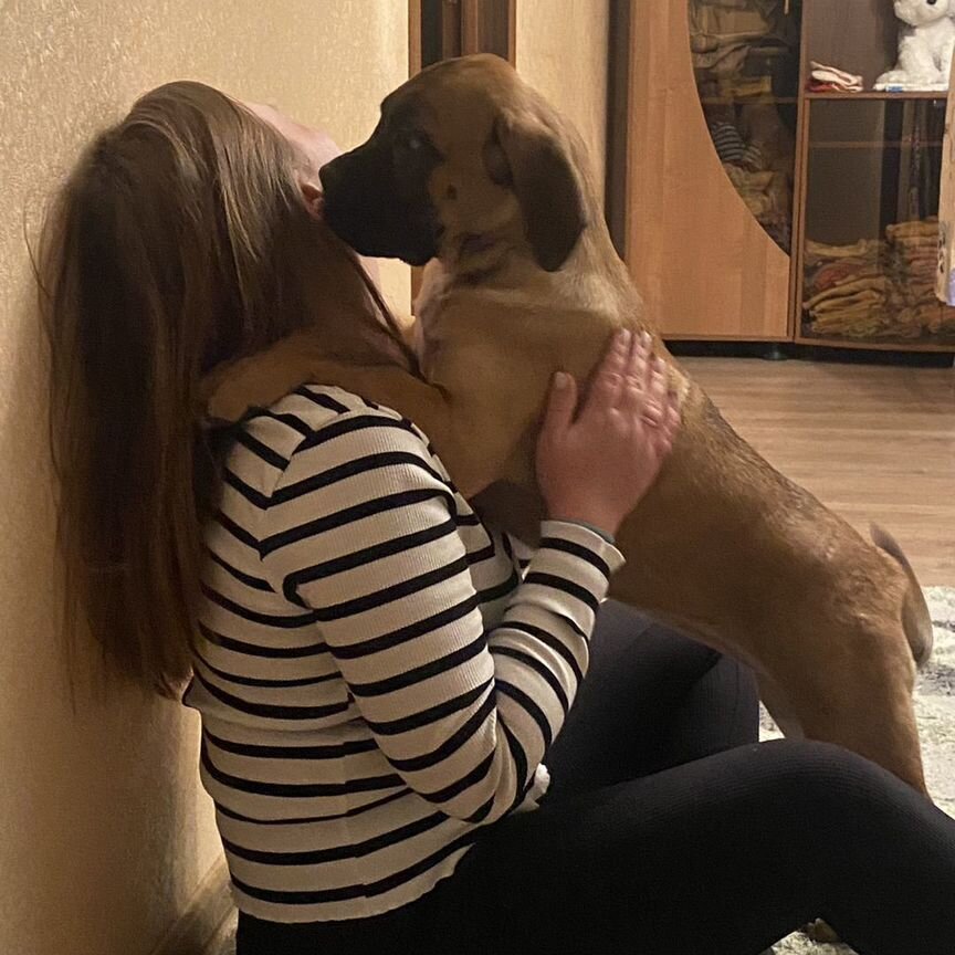 Кане корсо в добрые руки