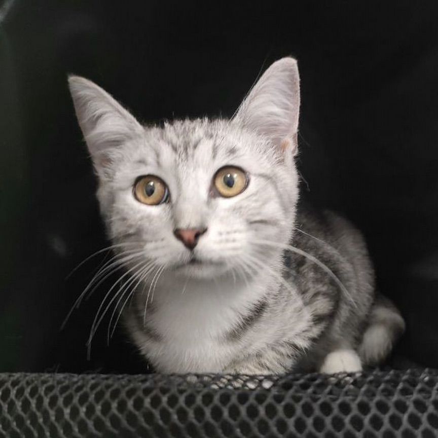 Котенок Горошек в дар