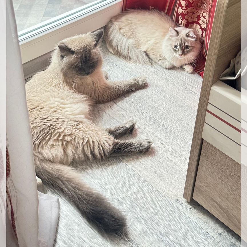 Невский маскарадный котёнок