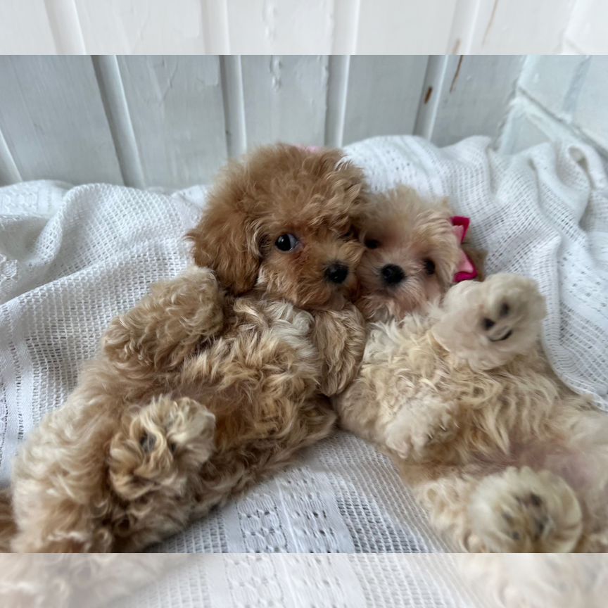 Мальтипу, щенок