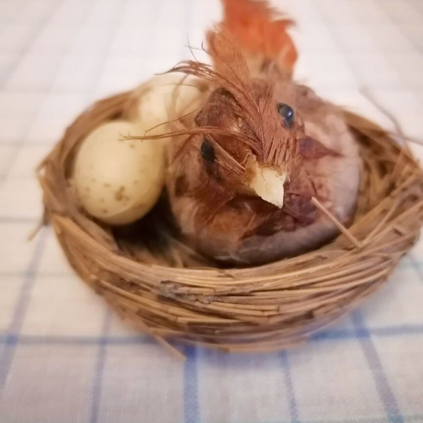 Гнездо воробей с яйцами