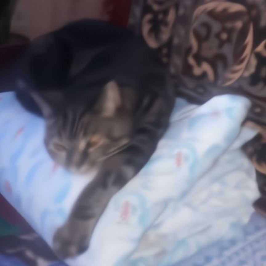 Британский длинношёрстный, взрослый кот