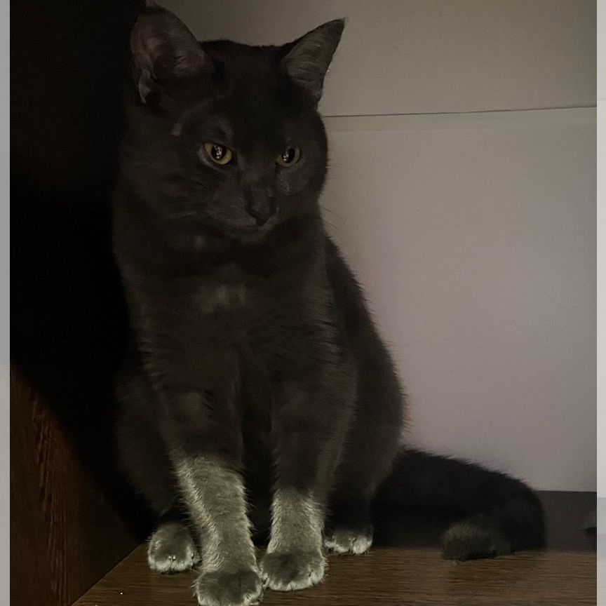 Кот на вязку