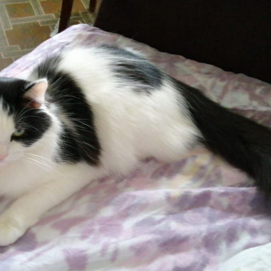 Потерялась кошка в районе Управления дороги