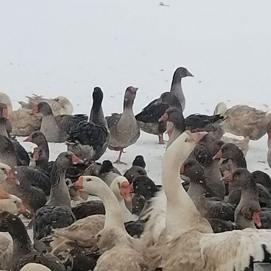 Первый вывод гусят 20.04, не привозные