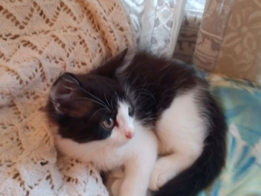 Котик 2 месяца в добрые руки