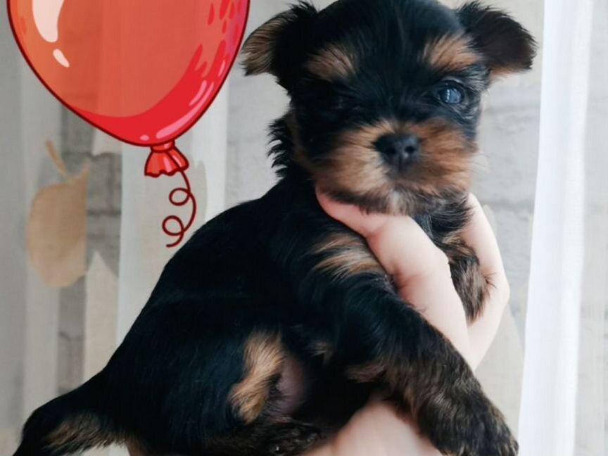 Йоркширский терьер щенки