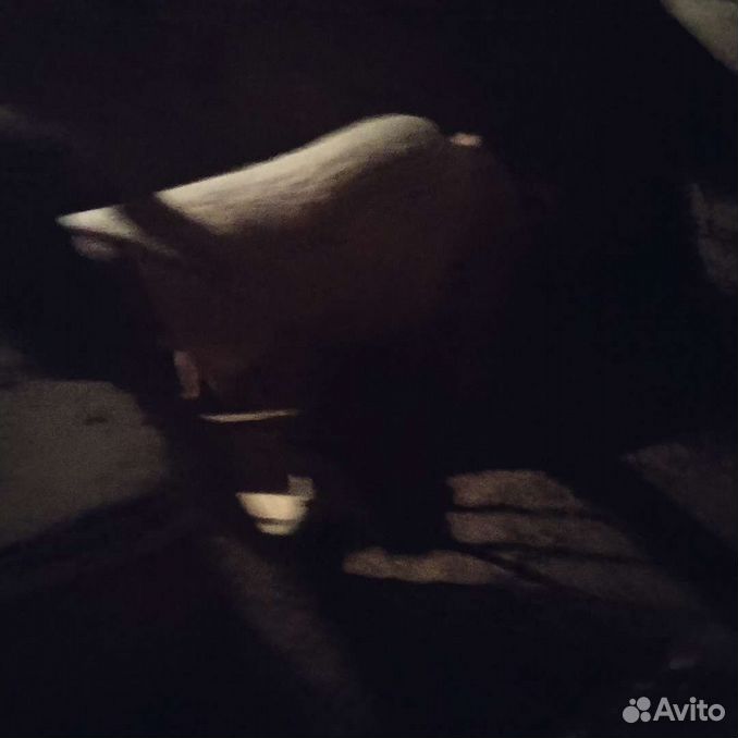 Свиньи живым весом