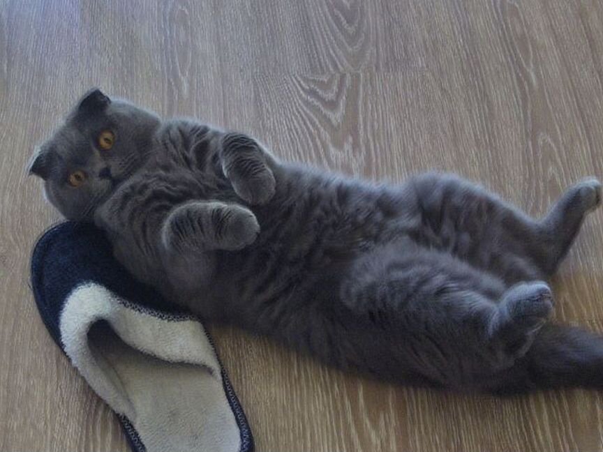 Отдам кота в добрые руки