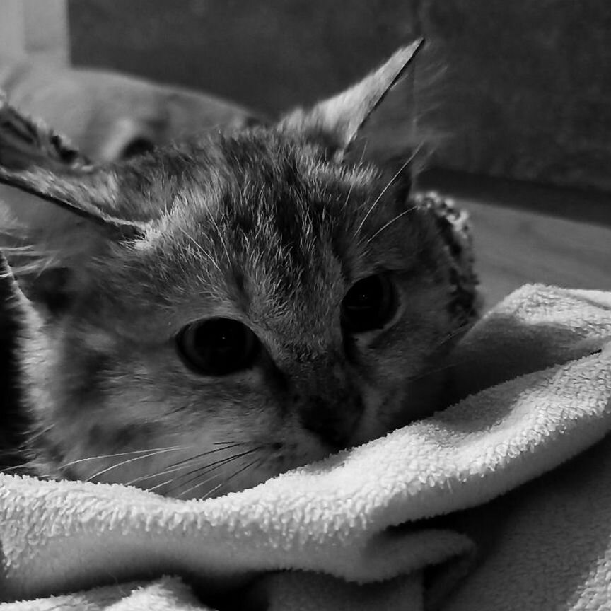 Котёнок в добрые руки