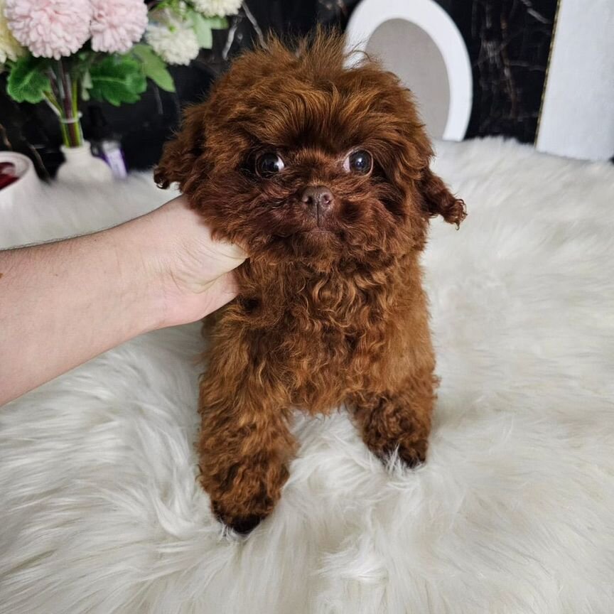 Тедди редбраун Малина импорт Китай