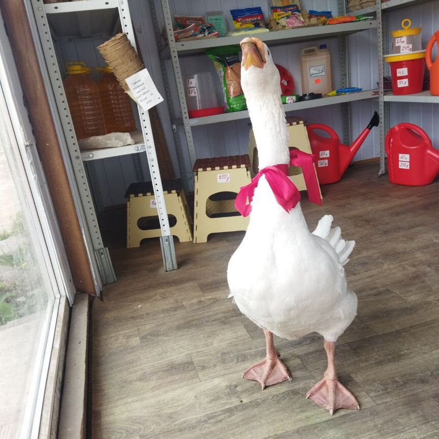 Подарок на день рождения