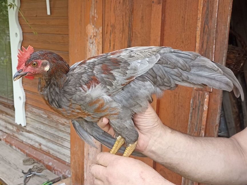 Продаю молодых петушков