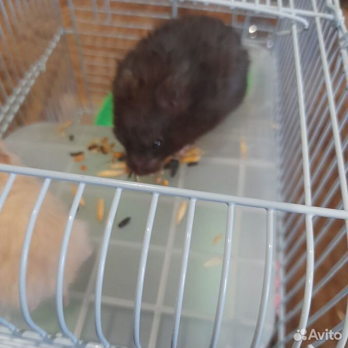 Сибирский хомяк