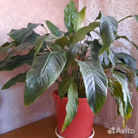 Комнатные растения купить в Сочи | Товары для дома и дачи | Авито