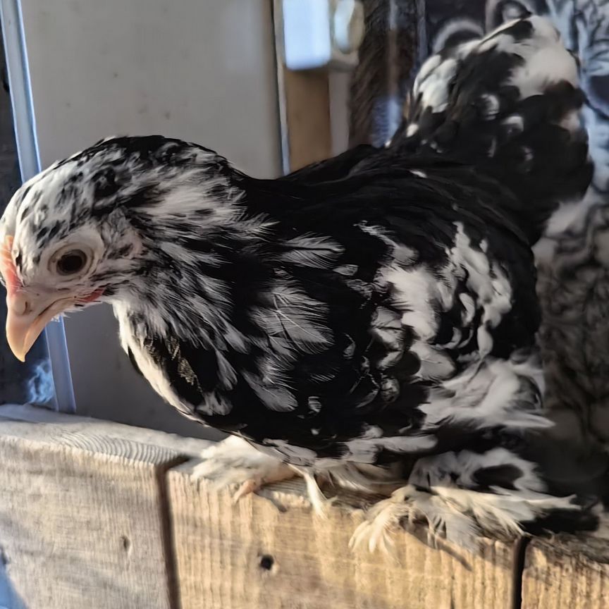 Куры карликовый кохинхин