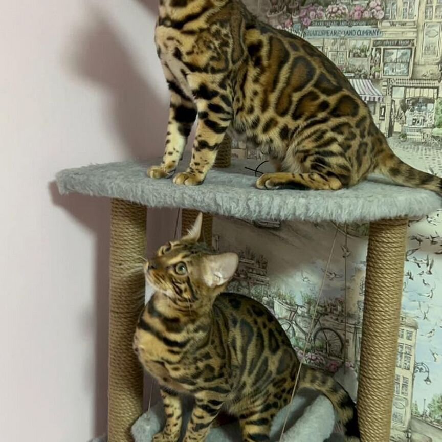 Бенгальские котята