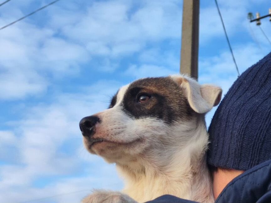 Очаровательные щенки маленькой дворняжки в дар