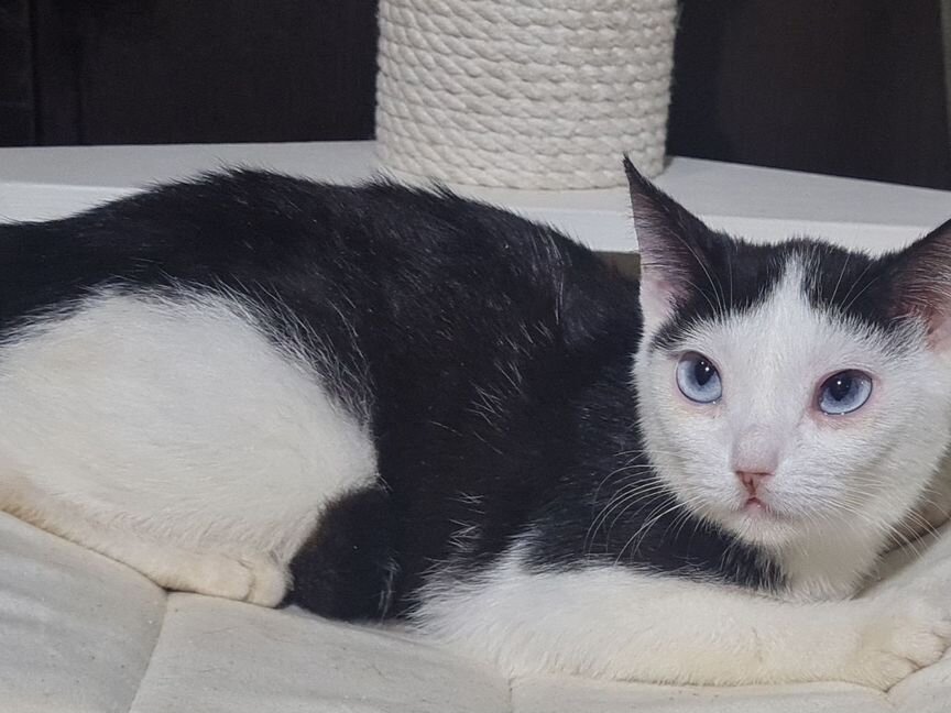 Девочка дгг