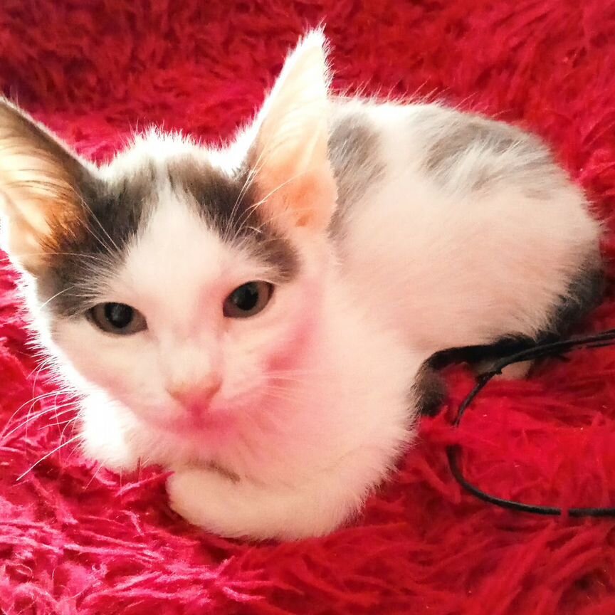 Котик в добрые руки маленький