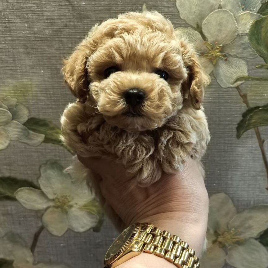 Мальтипу, щенок