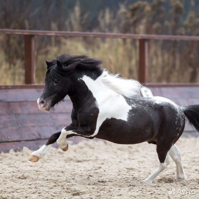 Миниатюрная лошадь, мини пони