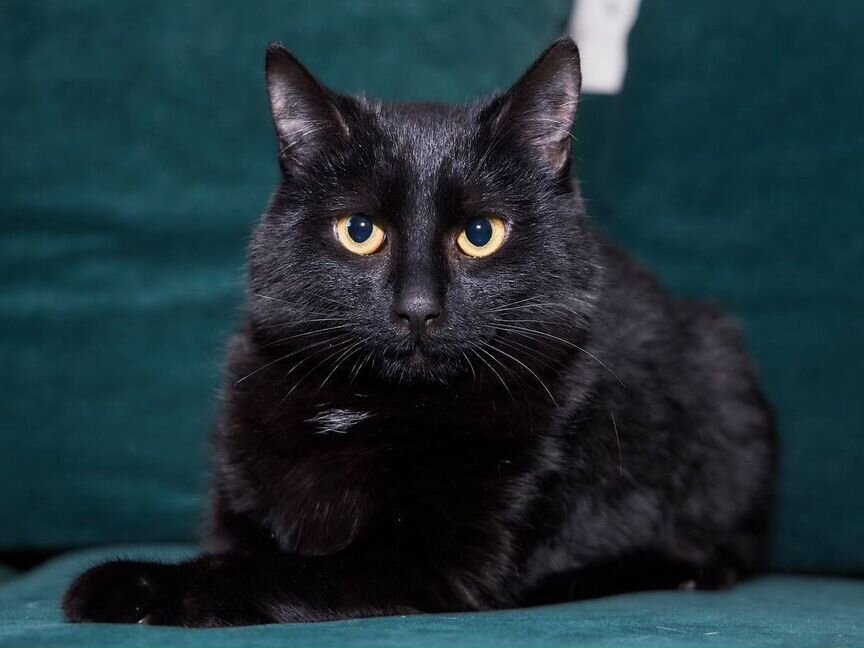 Кот черный роскошный