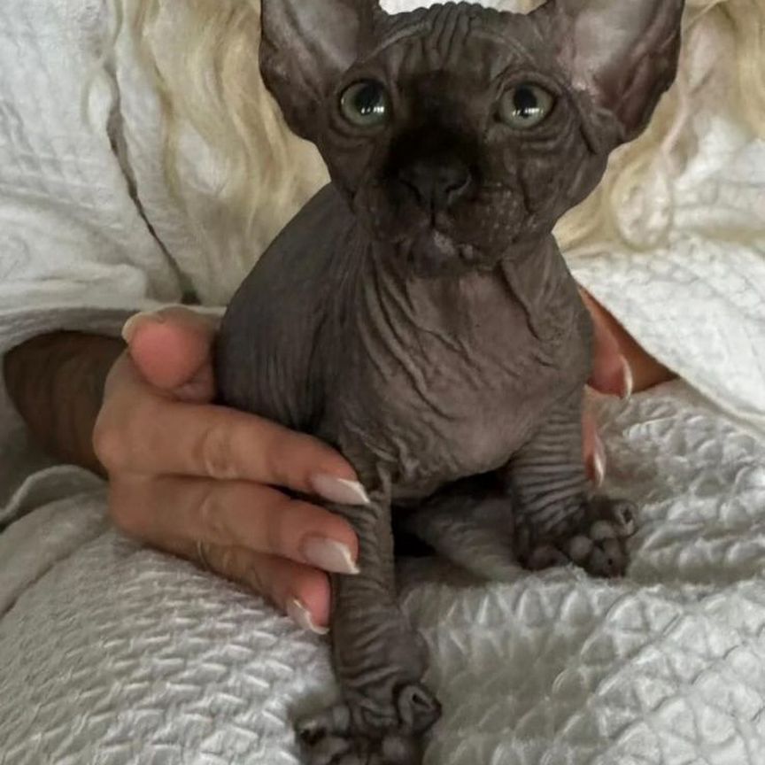 Канадский сфинкс