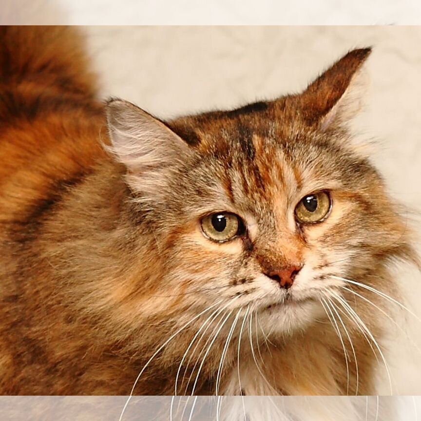 Кошечка в добрые руки