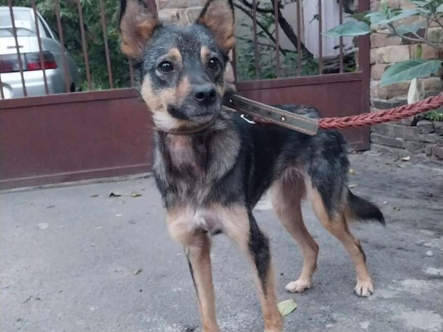 Собака Пикси