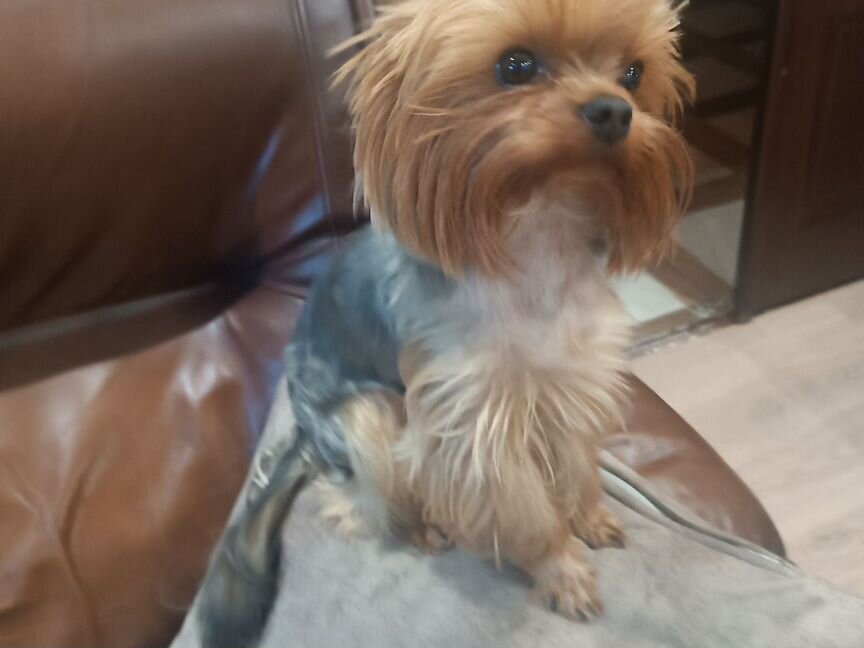 Йоркширский терьер мини вязка