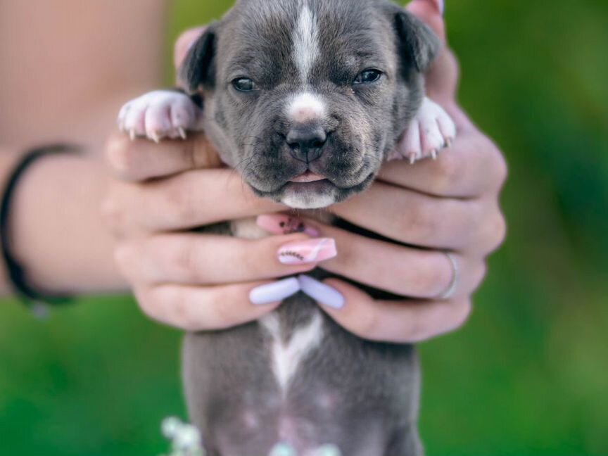 Шикарные малыши для шоу и души