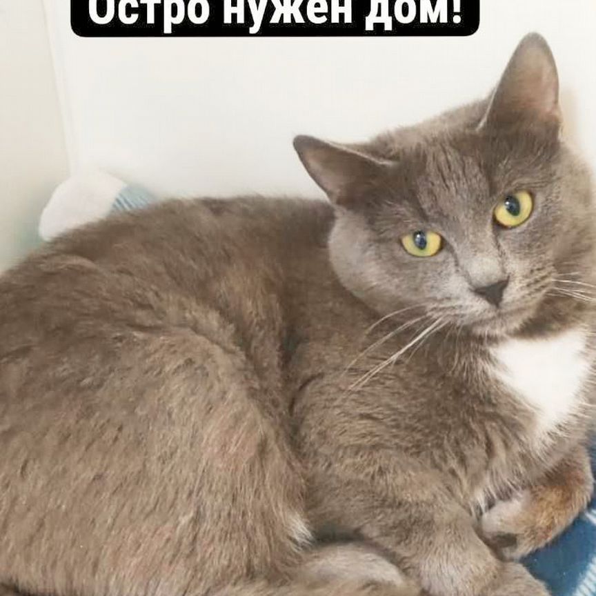 Котенок Вареник сладкий
