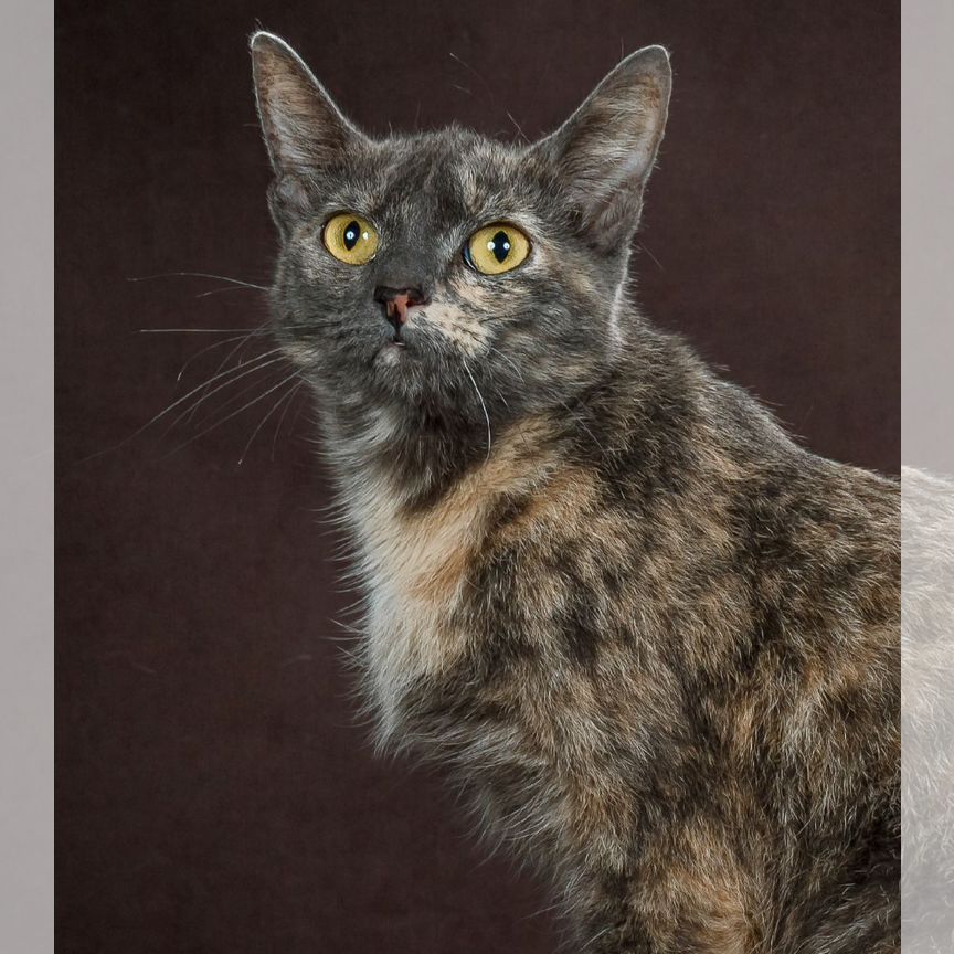 Взрослая, кошка в добрые руки