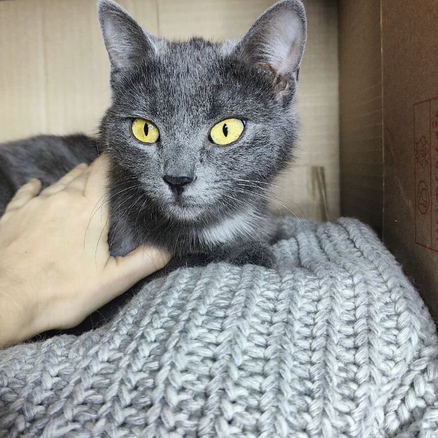 Котёнок в добрые руки