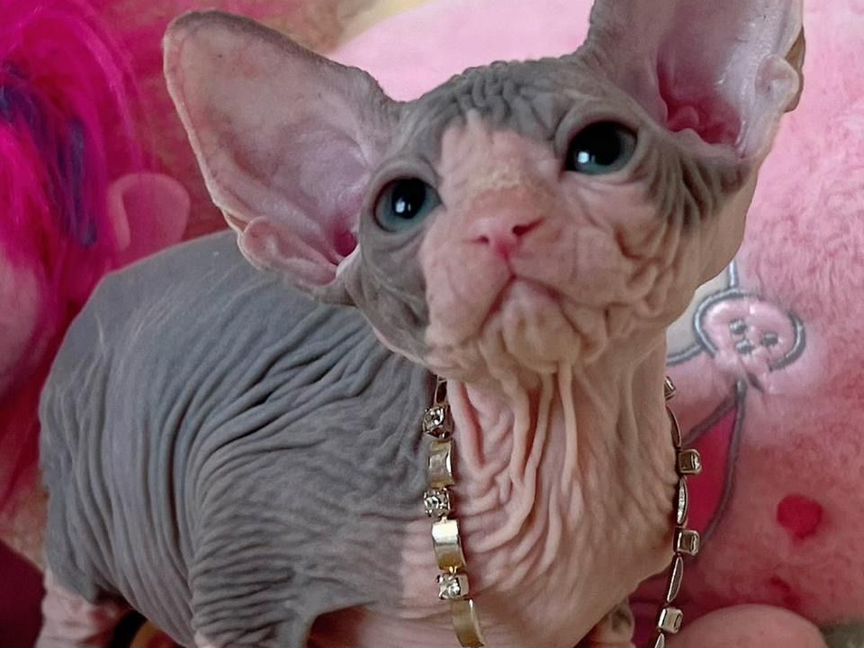 Крошка сфинкс dbe