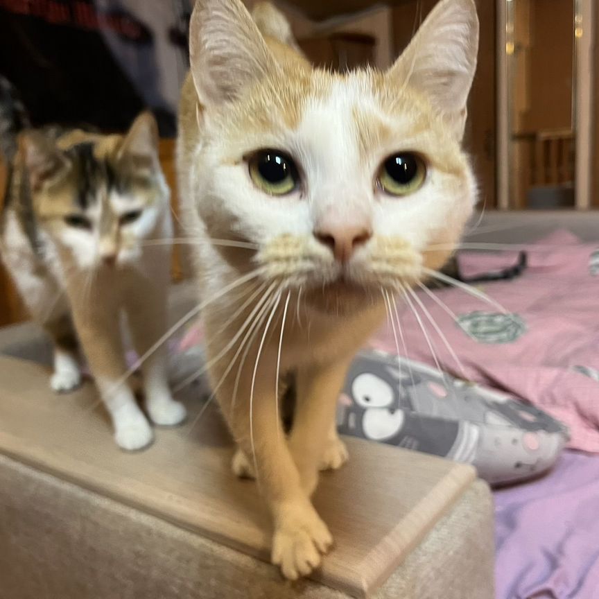 Кошечки хотят домой