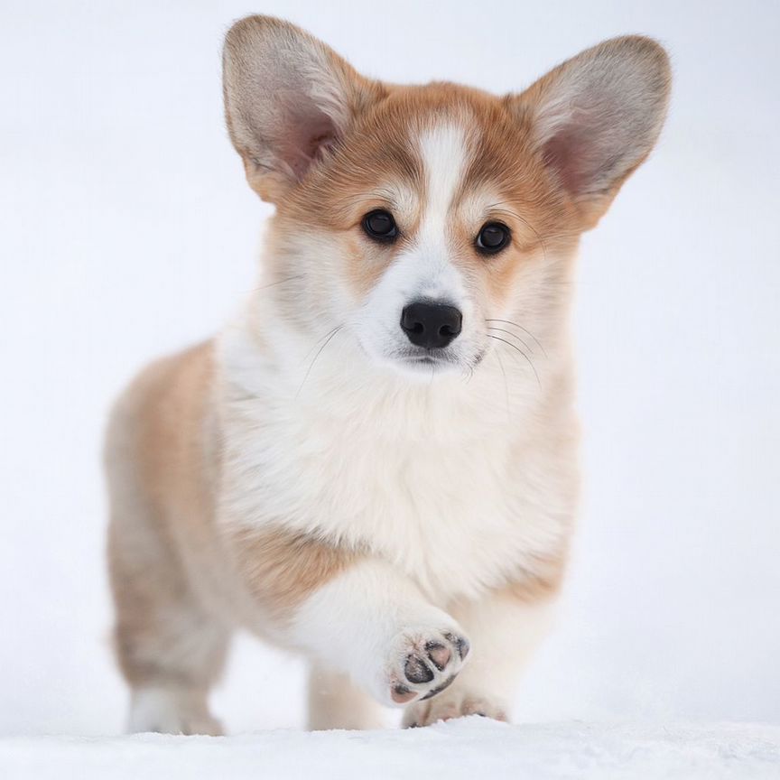 Вельш Корги Пемброк, щенок